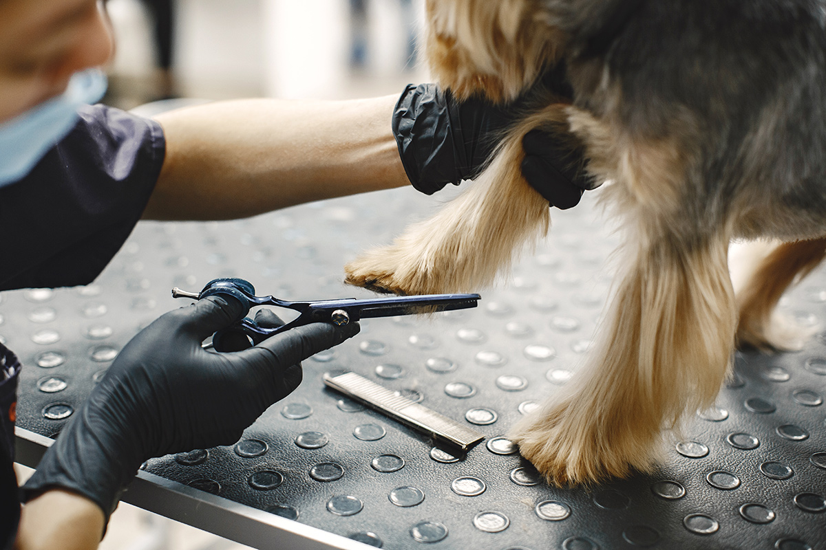 Education – 26 Paws Dog Grooming – Westfield Chermside